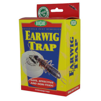 Springstar Earwig Traps