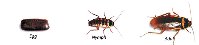Australian Cockroach Control, How to Kill Australian Roaches