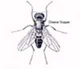 How to Get Rid of Flies | Fast & Safe Solutions - DIY Pest Control