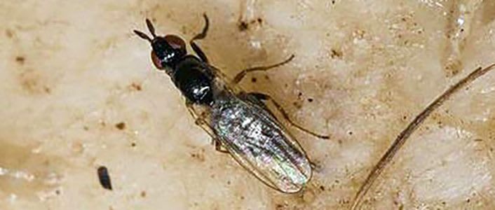 Get Rid of Cheese Skipper - Ham Skipper