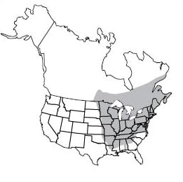 How to Get Rid of Chipmunks - DIY Pest Control