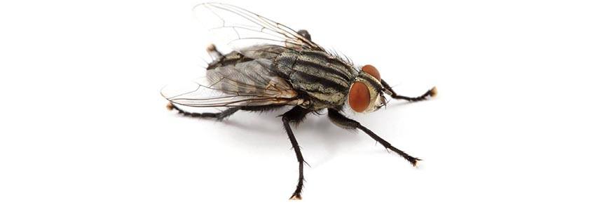 Get Rid of Flesh Flies - DIY Pest Control