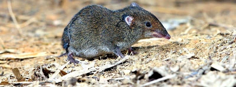 Shrew Control