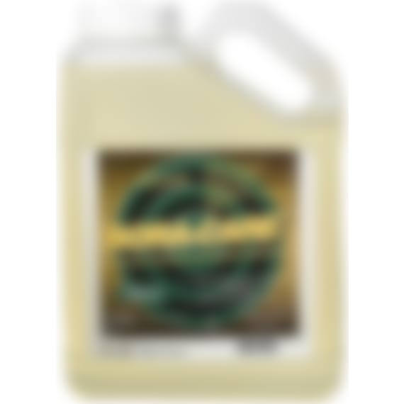 How to Get Rid of Powderpost Beetles - DIY Pest Control