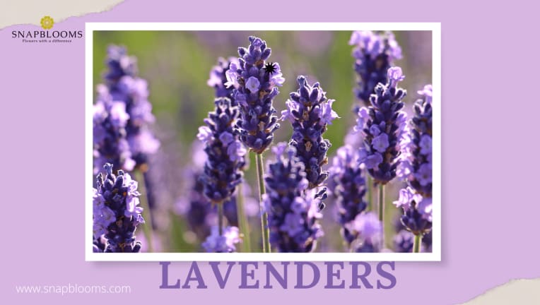 Gemini zodiac flower sign 60 photos - Astrologytoyou.com