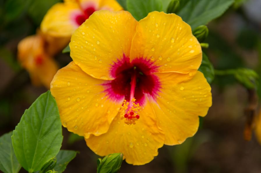 Hawaiian Hibiscus Flower Meaning | Best Flower Site