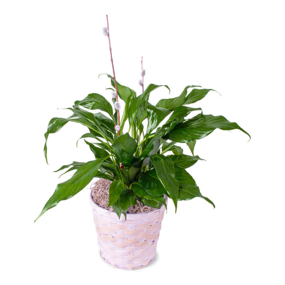 Plant Delivery Greenfield WI - Grandpa Franks Flower Market