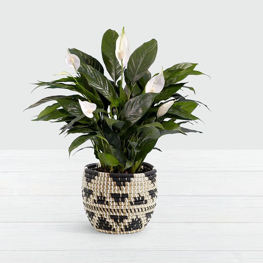 Lush Tropical Peace Lily in Spotted Basket