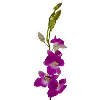 Loose Stem Dendrobium Orchid Flower Delivery Glendale AZ - Elite ...