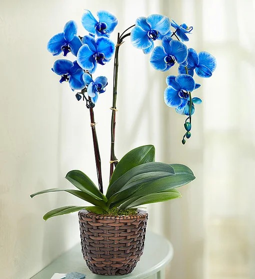 Beautiful Blue Phalaenopsis Orchid 101828