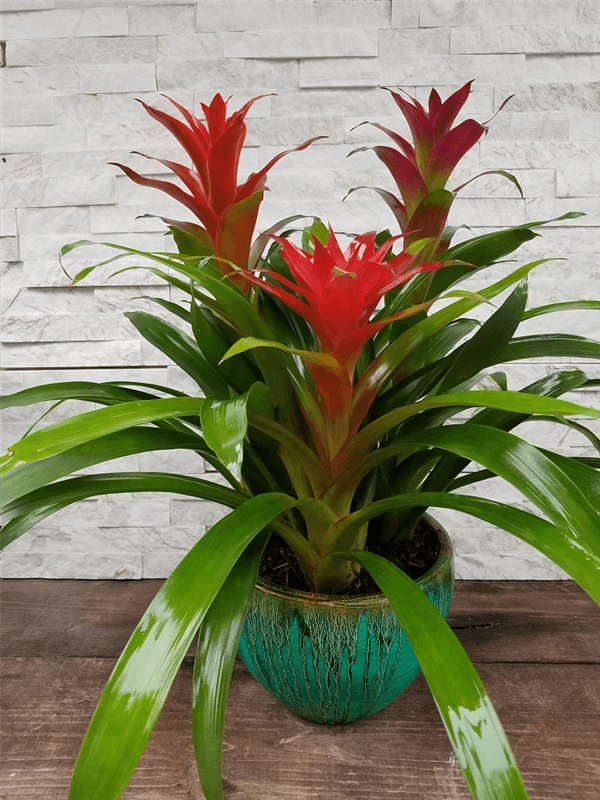 Bromeliad Planter Flower Delivery Largo FL - Rose Garden Florist
