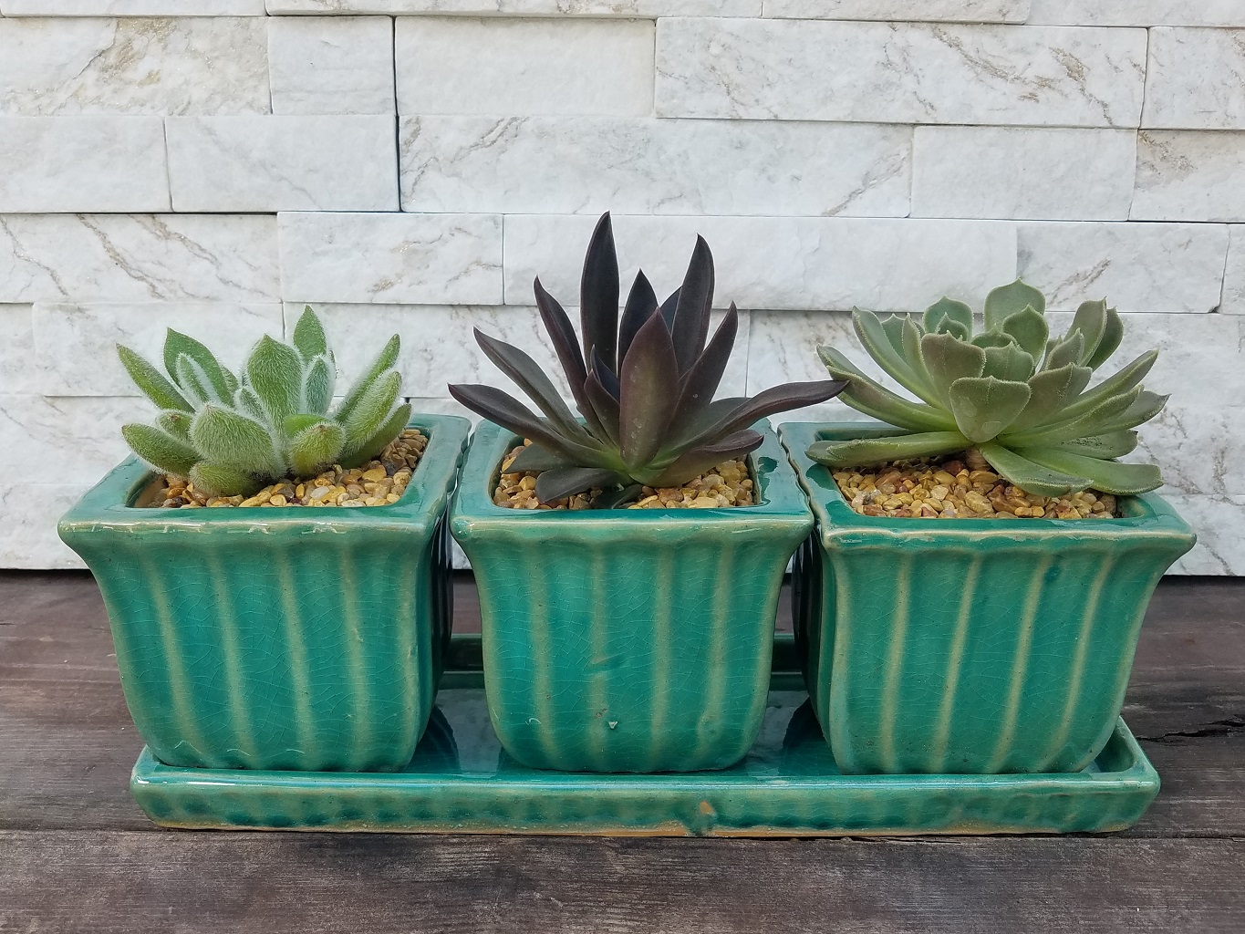 Succulent Trio Flower Delivery Largo FL - Rose Garden Florist