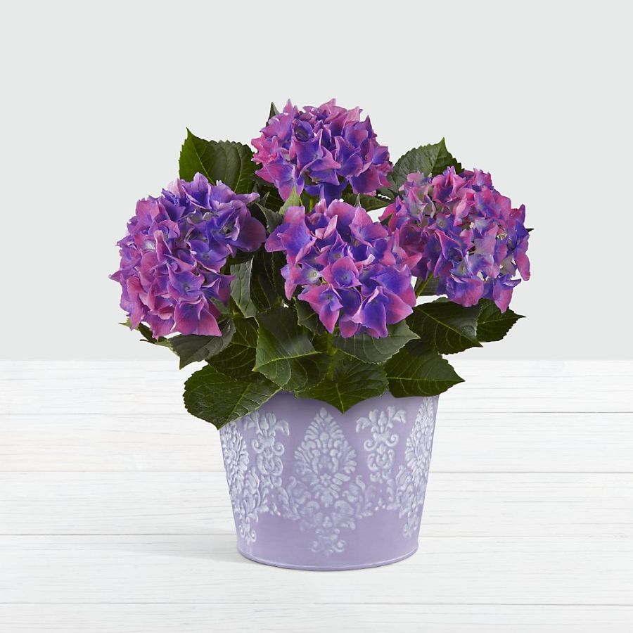 Spring Surprise Hydrangea Plant