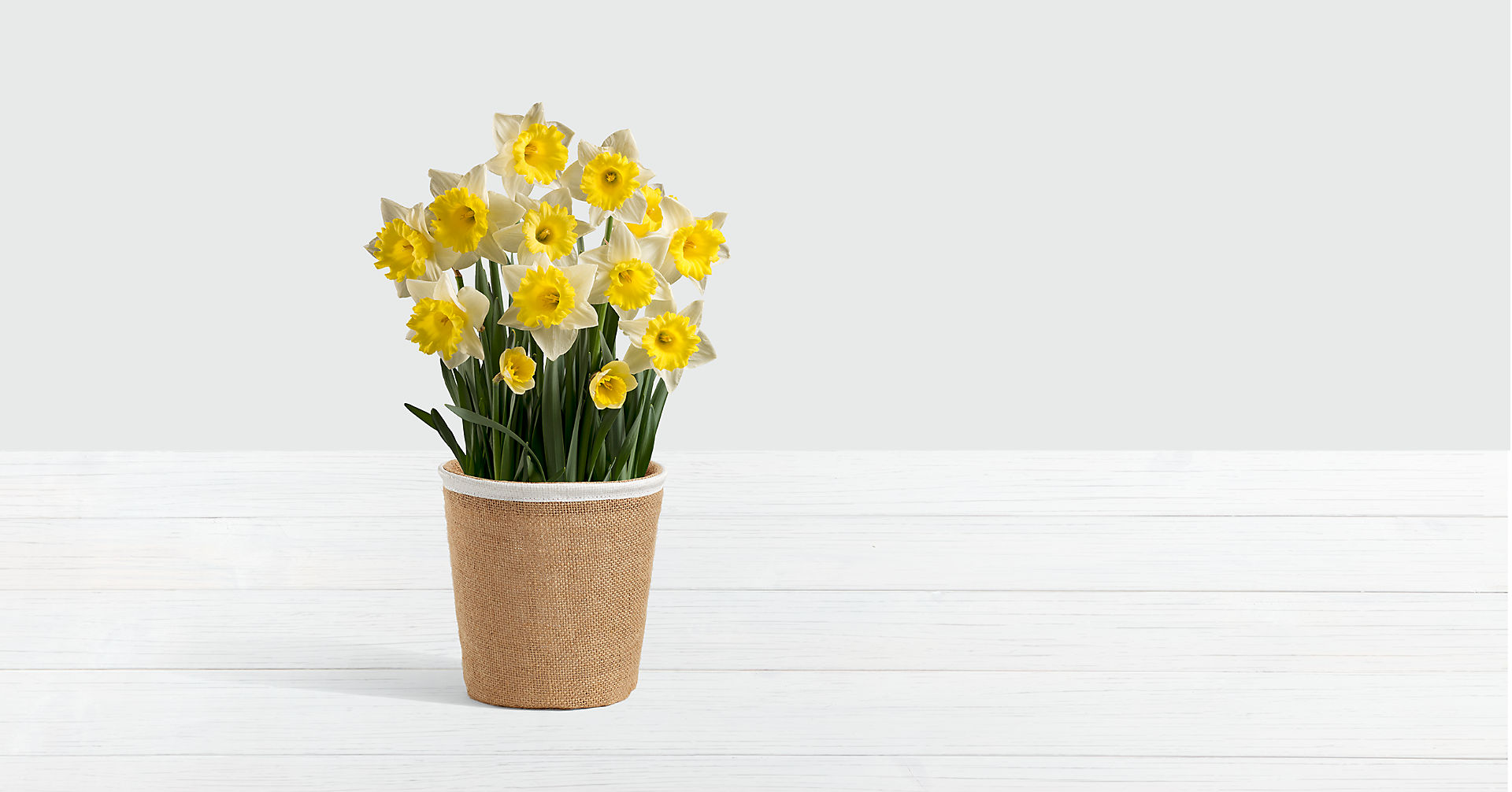 Daffodil Attraction Bulb Garden