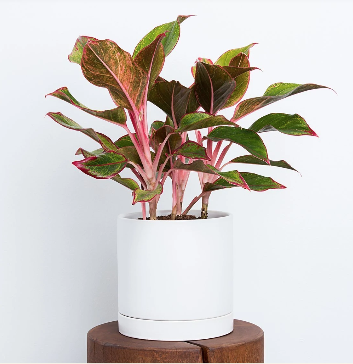 Red Chinese Evergreen Plant Flower Delivery Roslindale Massachusetts ...