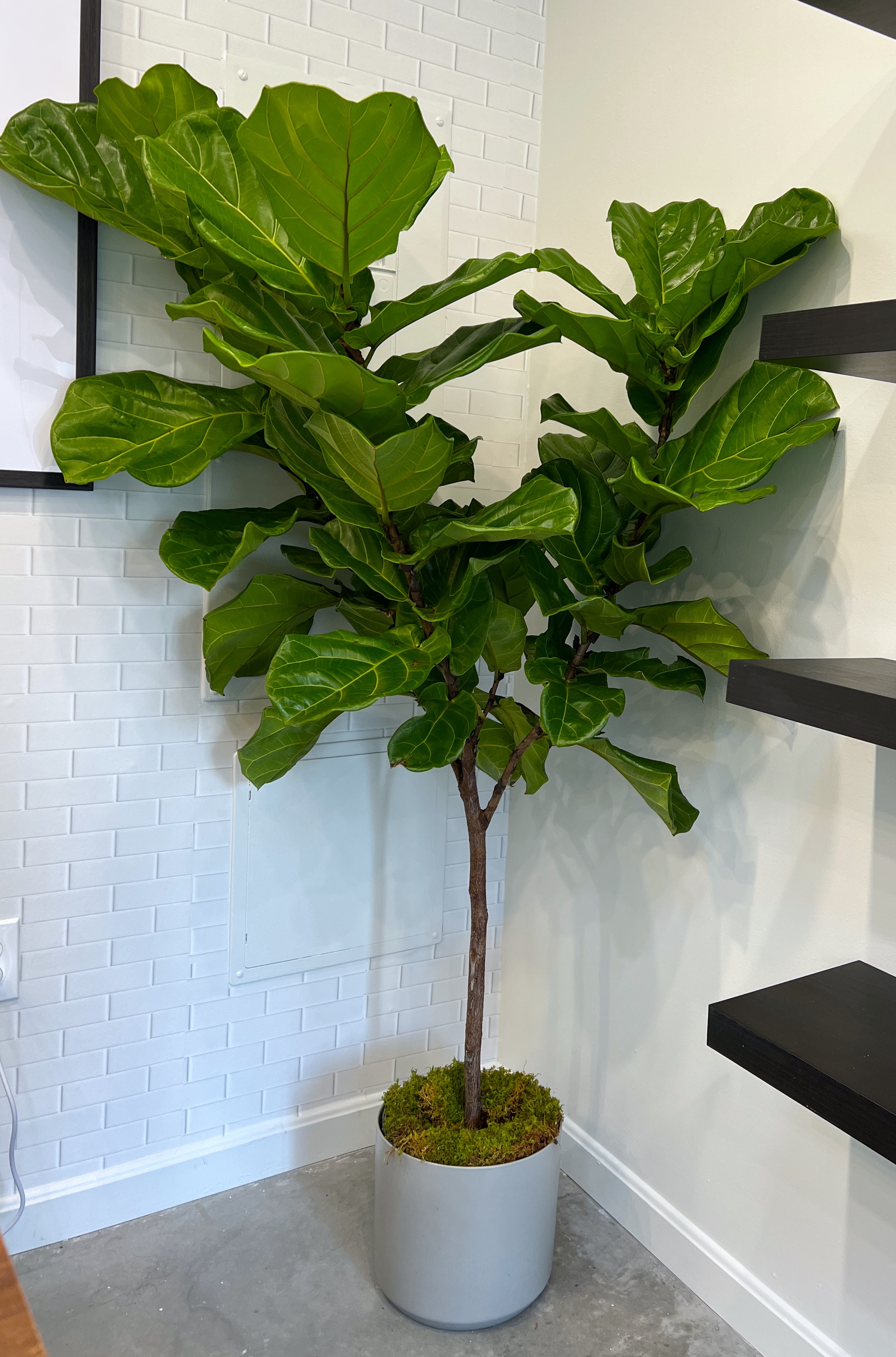 Fiddle Leaf Plant Flower Delivery West Roxbury Massachusetts - The ...