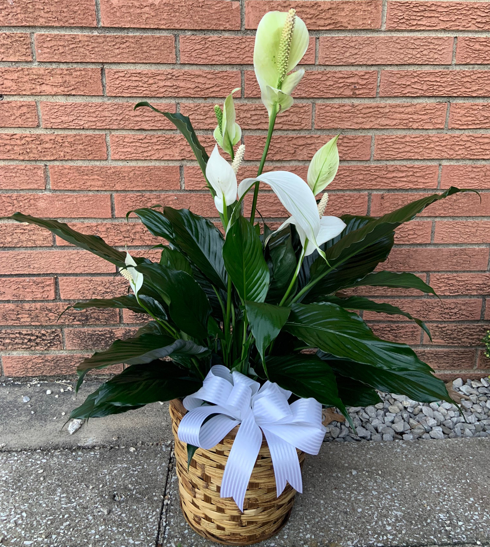 Peace Lily Flower