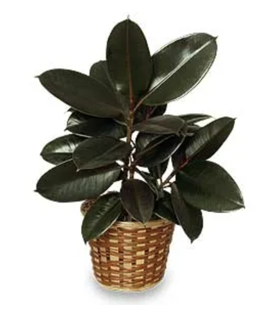 Rubber Tree Plant Flower Delivery Stillwater OK - Stillwater Funeral ...