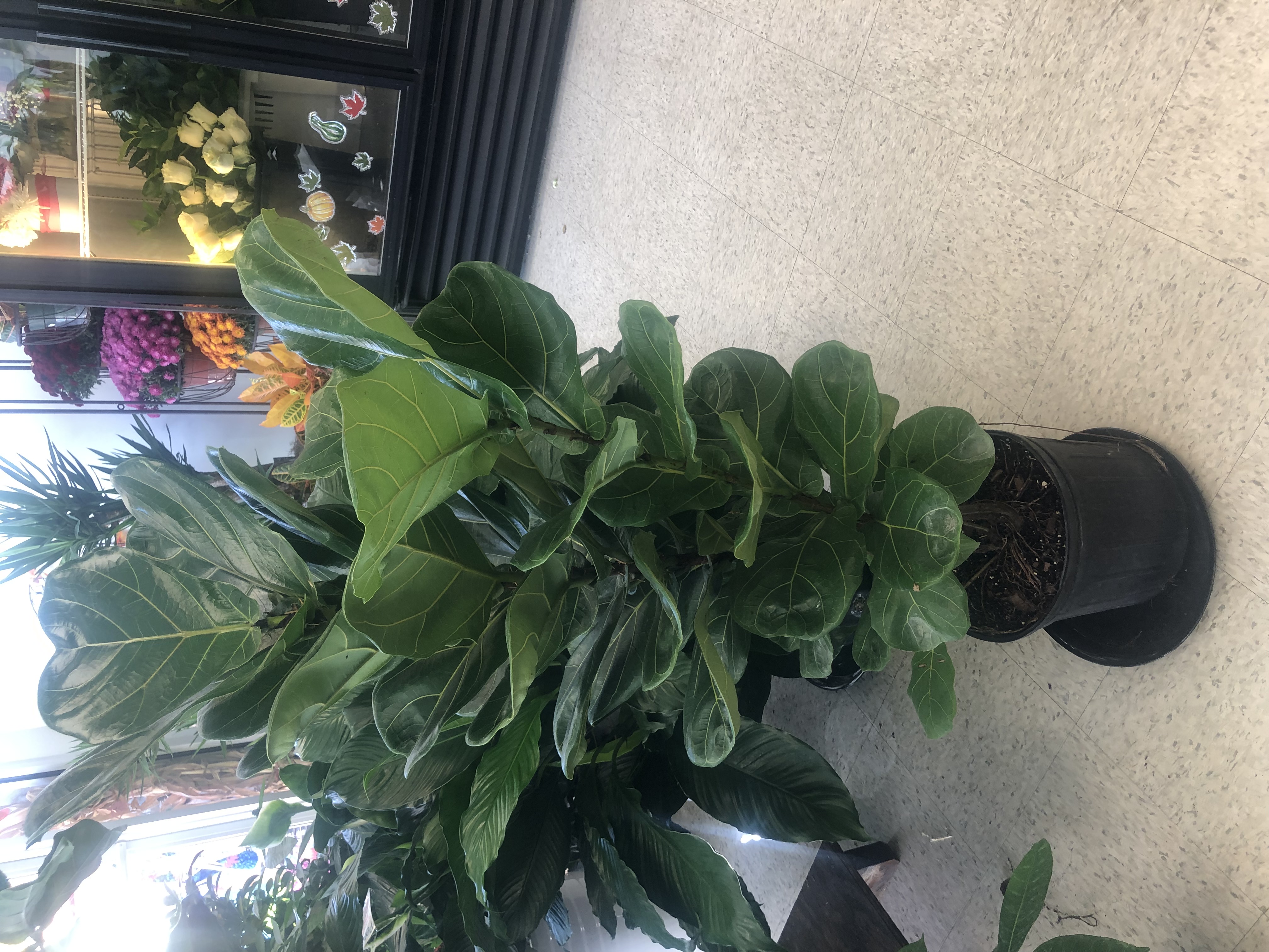 Fiddle Leaf Fig Plant Flower Delivery Fair Lawn New Jersey - NJ Bergen ...