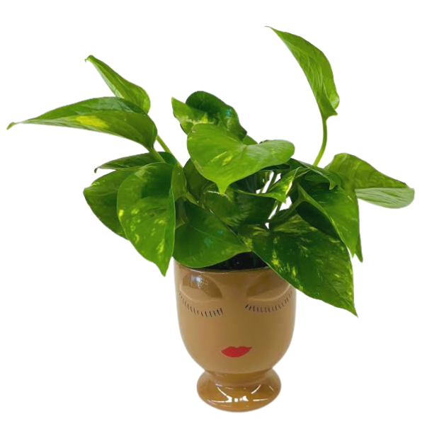 Caramel Celfie Plant PL-972 | Fiesta Flowers Plants & Gifts
