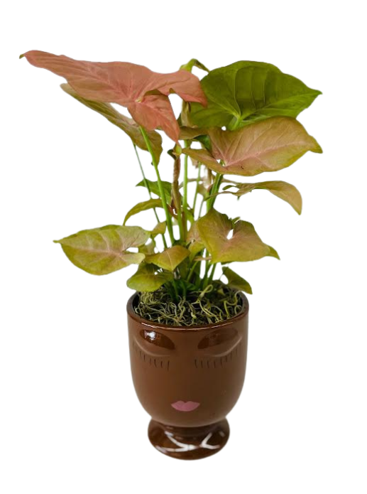 Chocolate Celfie Plant PL-8001 | Fiesta Flowers Plants & Gifts