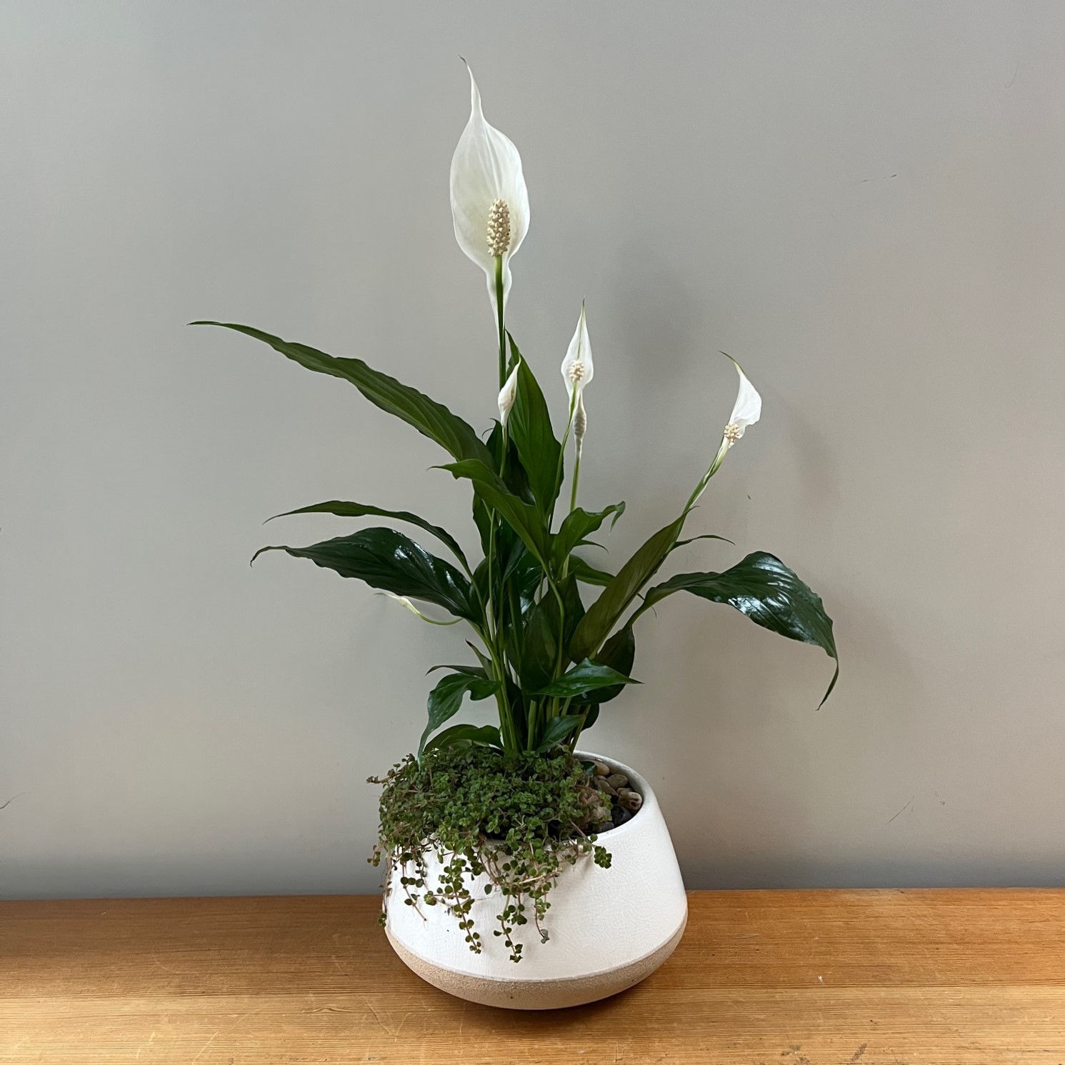 Peace Lily Planter Flower Delivery Victoria BC - Poppies Floral Art