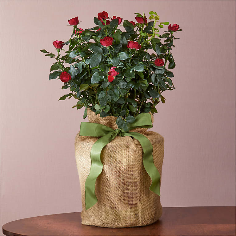 Petite Knockout Rose Plant