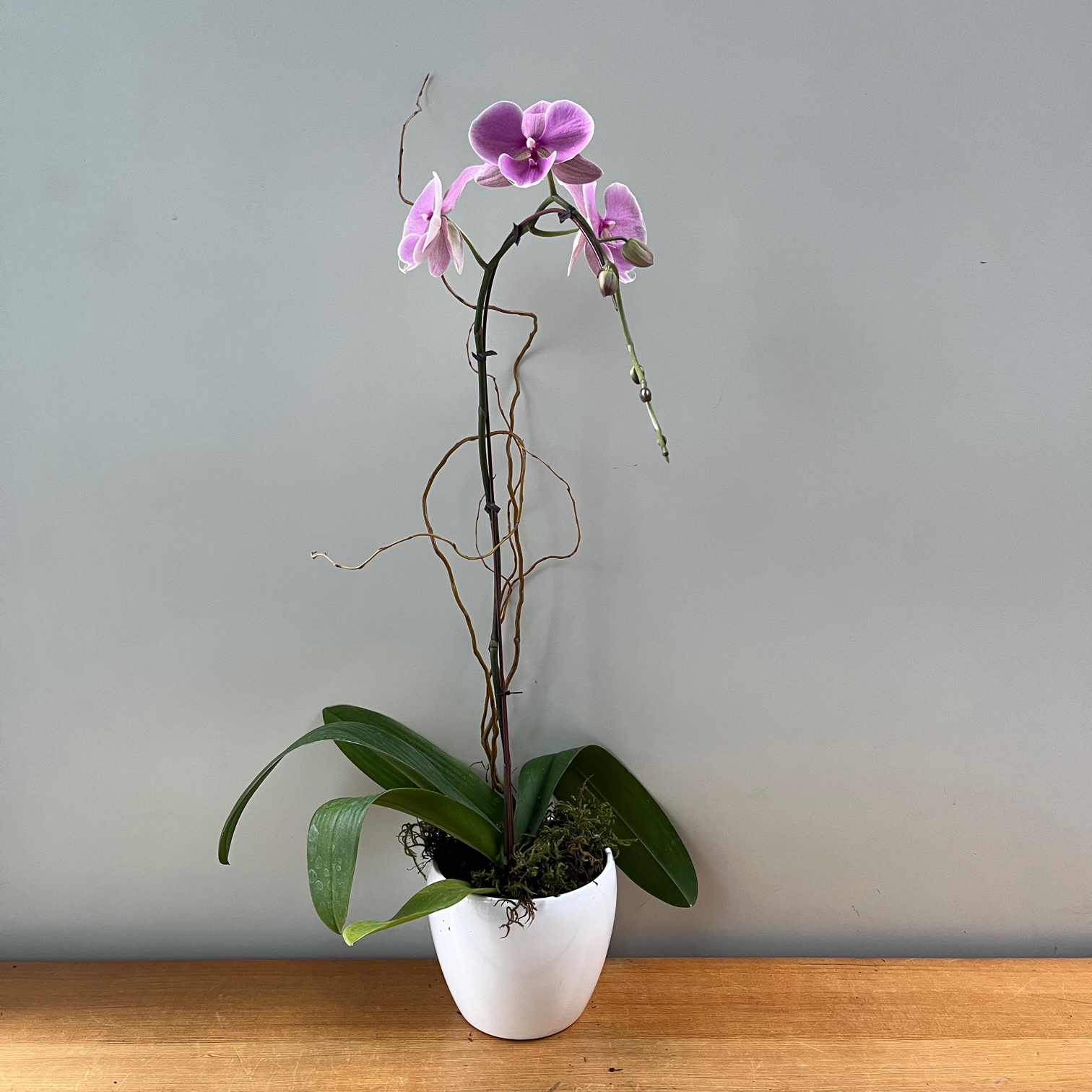 Large Pink Waterfall Orchid Flower Delivery Victoria BC - Poppies ...