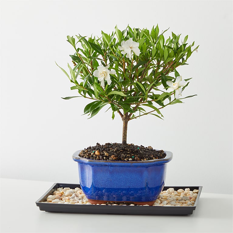 Gardenia Bonsai