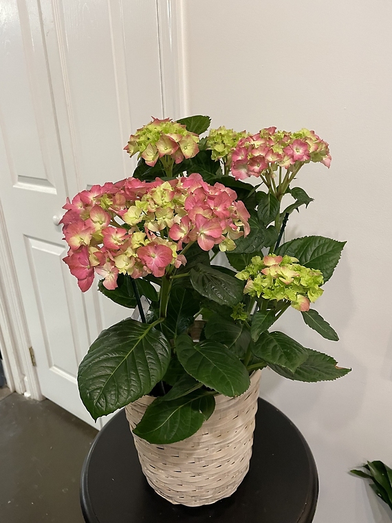 Hydrangea Flower Delivery Lynchburg VA - Bloom by Doyles