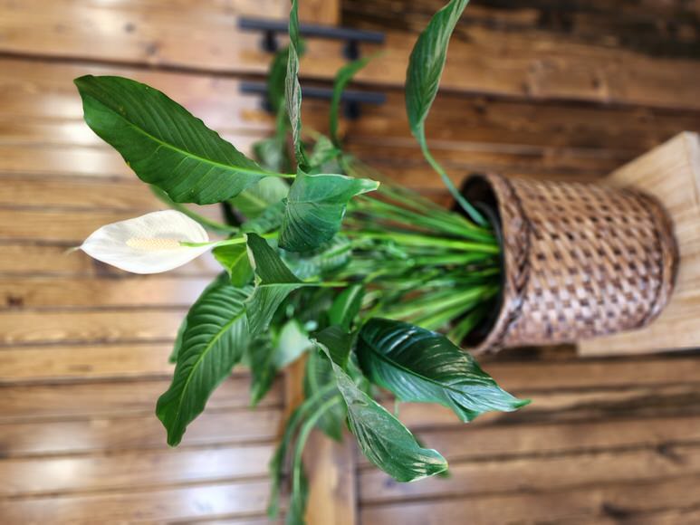 Peaceful Spath Plant 8" - Denison, TX Florist