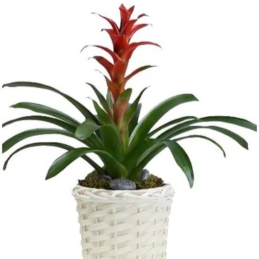 Bromeliad Beauty Flower Delivery The Villages FL - Plantation Flower ...