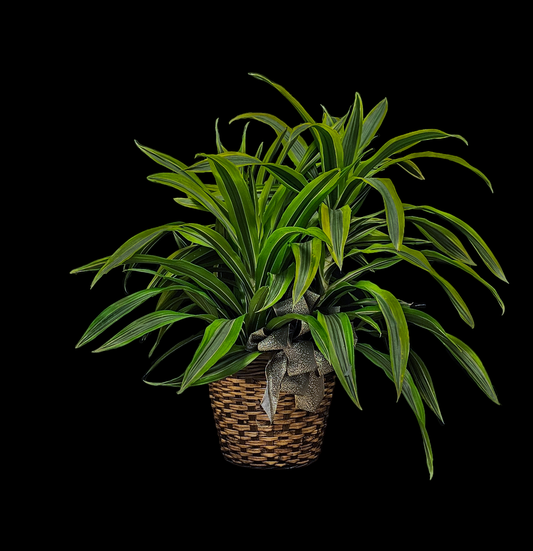 PL-1 Planta Dracaena