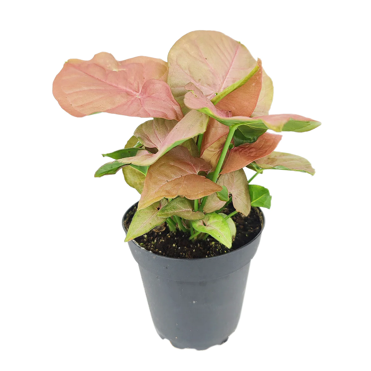 Nephytis Pink Flower Delivery Wake Forest NC - Heritage Flowers