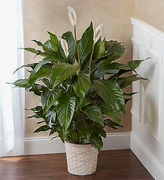 Sympathy Plants - Sympathy Plant Delivery | Commack Florist