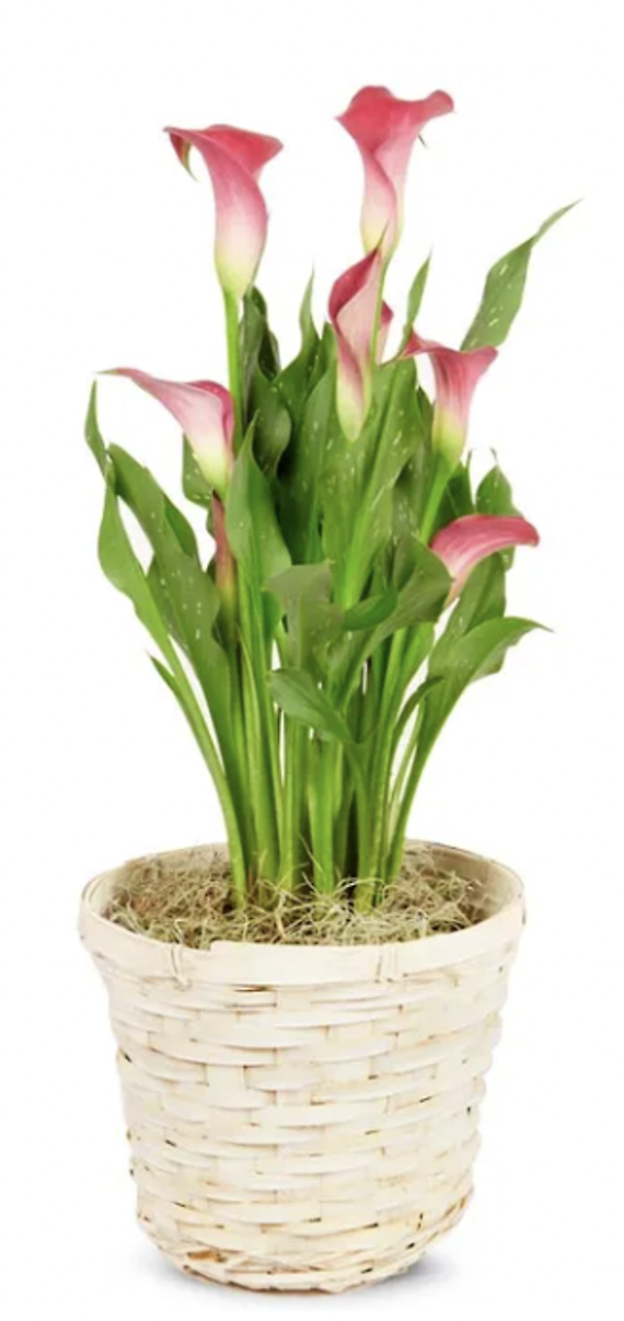 Calla Lily Potted Plant arranged by a florist in Collierville, TN : A ...