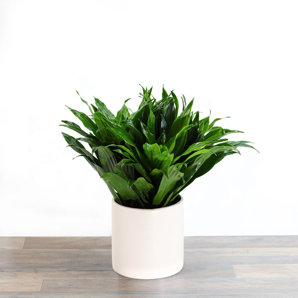 Dracaena Compacta Flower Delivery Collierville TN - A Perfect Bloom Memphis