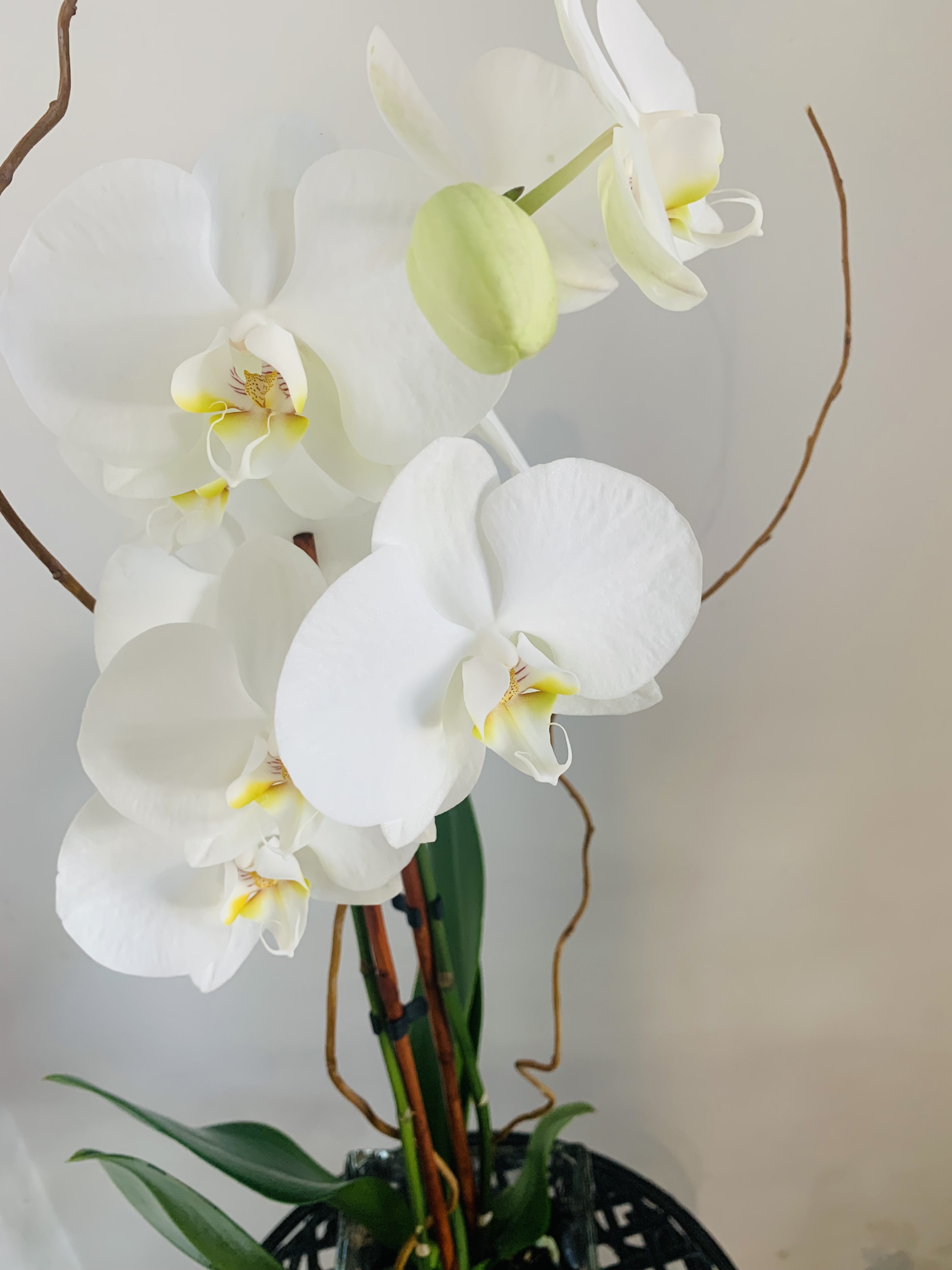 Orchid Plant Flower Delivery Washington DC - Little Shop of Flowers