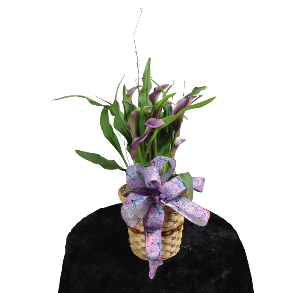 Calla Lily Plant Flower Delivery Etowah NC - Etowah Florist LLC