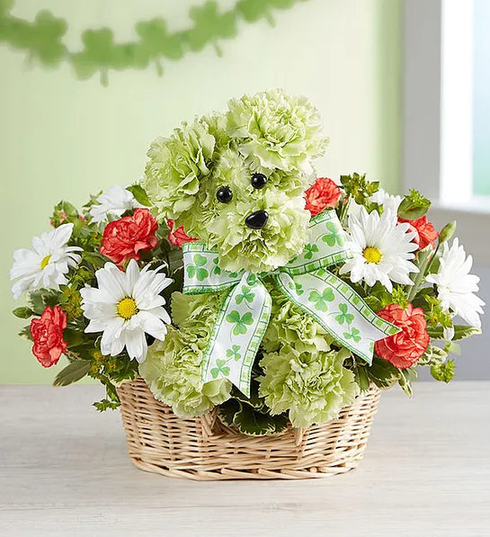 Lucky – Chattanooga Florist