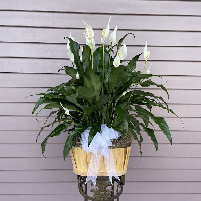 Peace Lily Plant Flower Delivery Newport RI - The Waters Edge Flowers