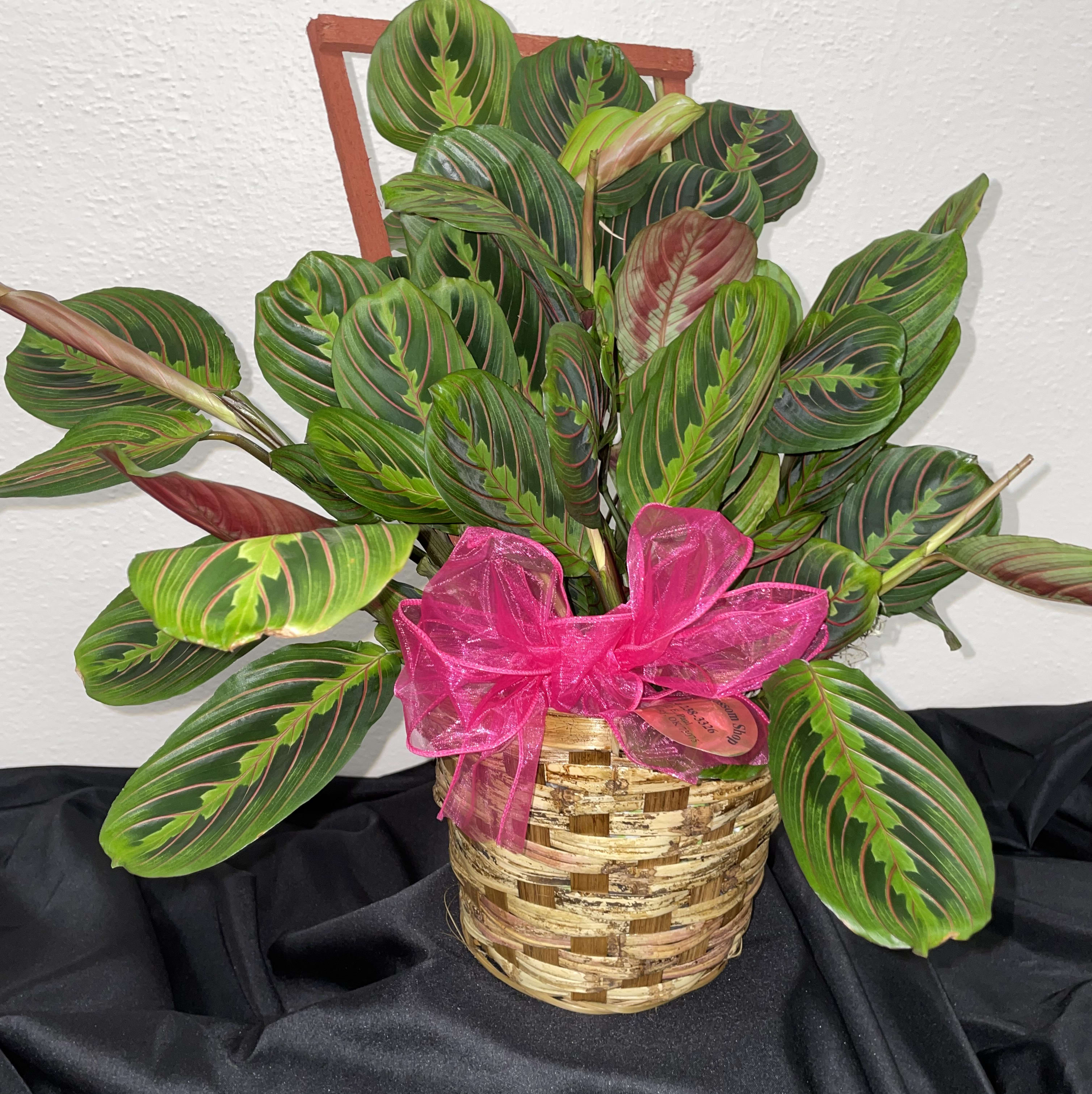 Prayer Plant Flower Delivery Pauls Valley Oklahoma - Valley Blossom Shop