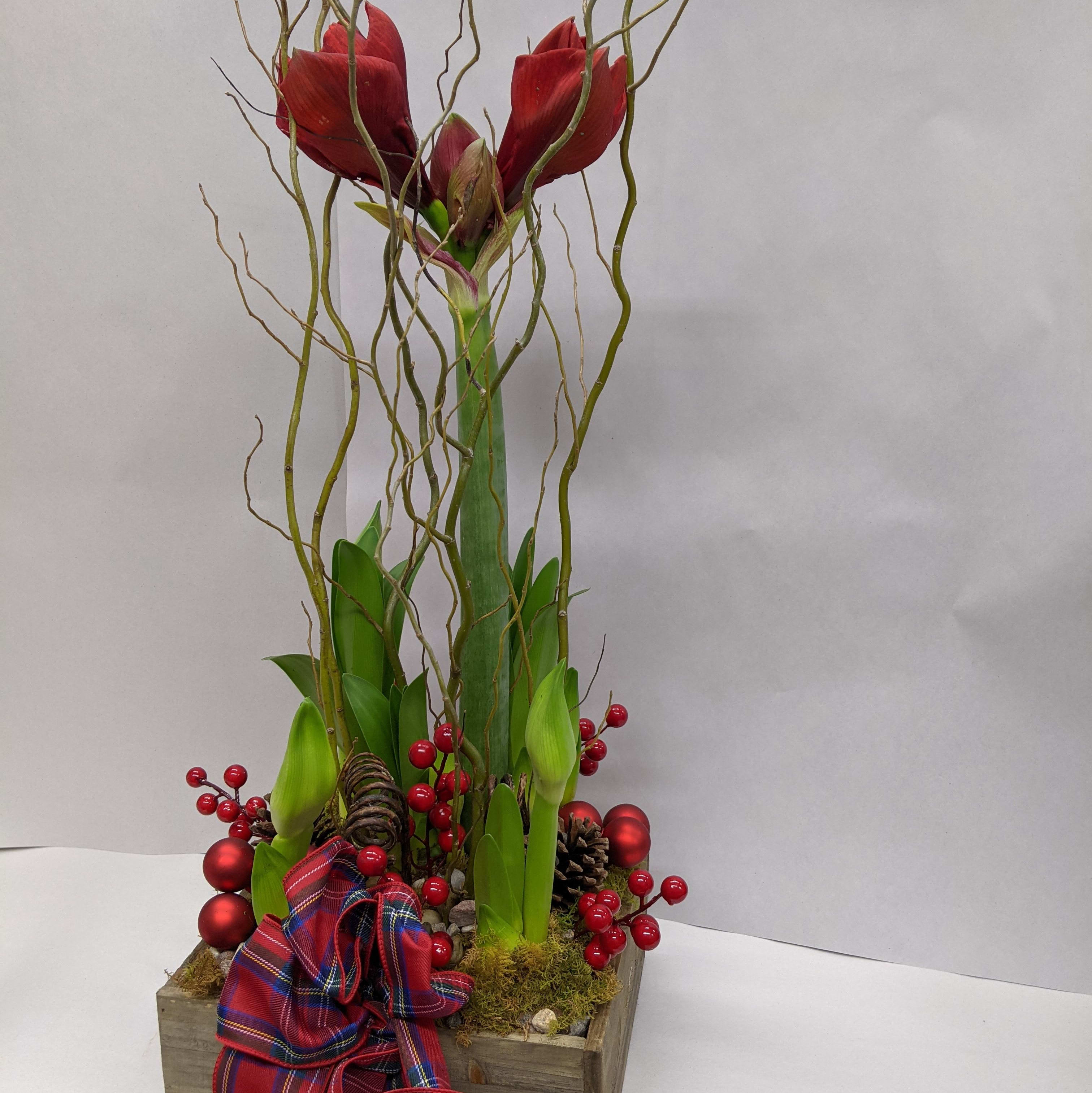 Amaryllis Planter Flower Delivery Kanata ON - Talisman Flowers