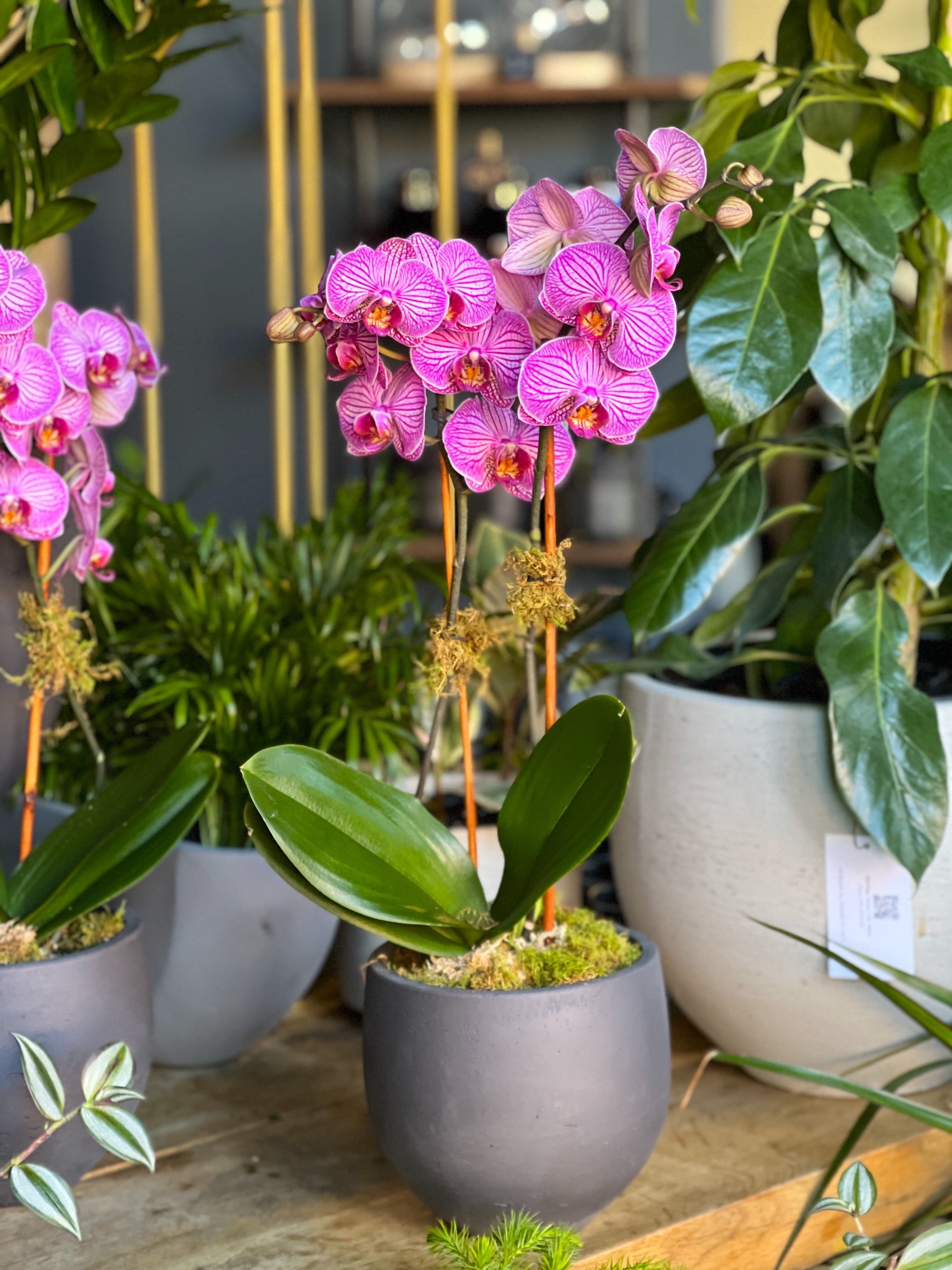 Classic Orchid Pink/Purple/Fuchsia Flower Delivery Roslindale ...