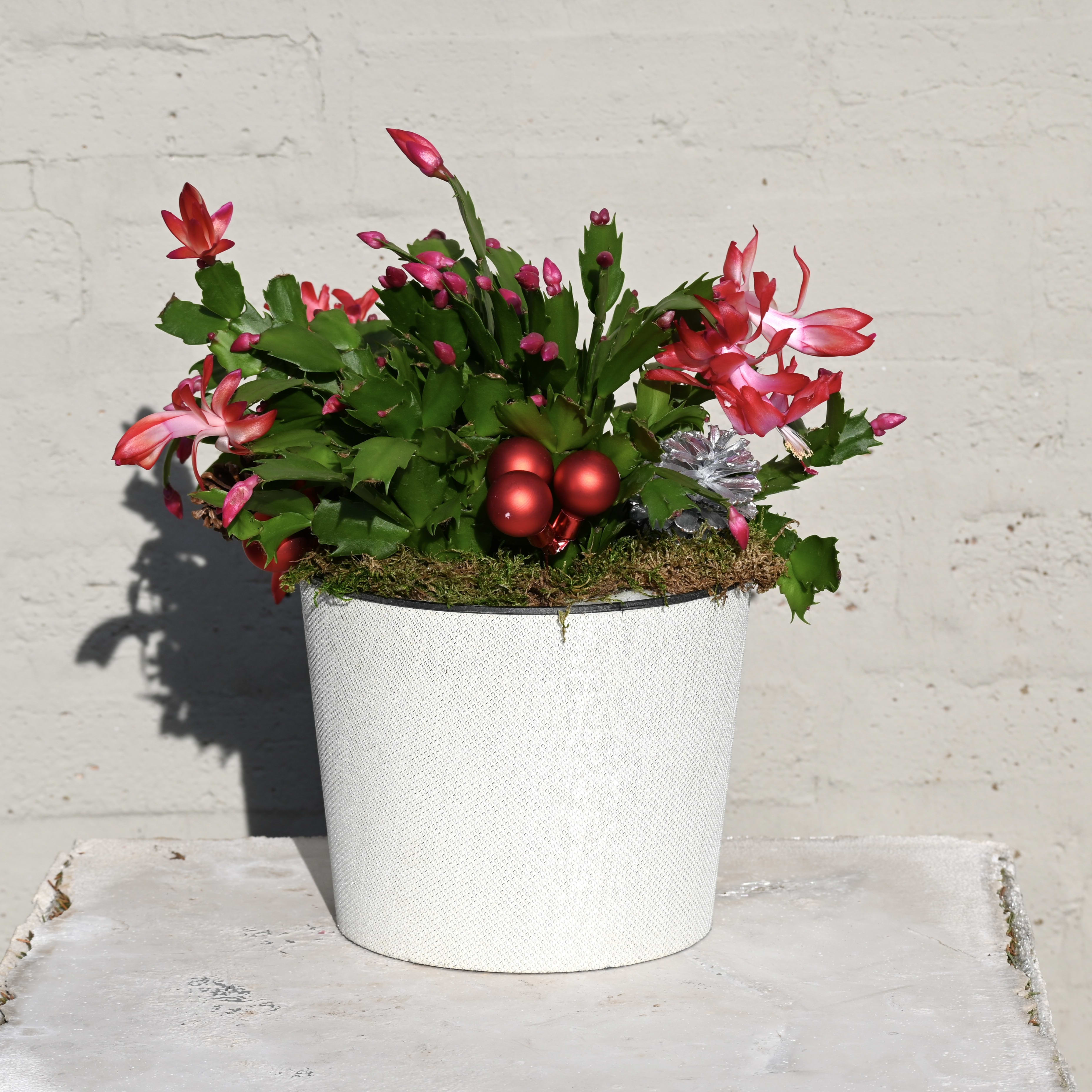 Christmas Cactus Flower Delivery Northbrook IL Edwards Florist of Northbrook
