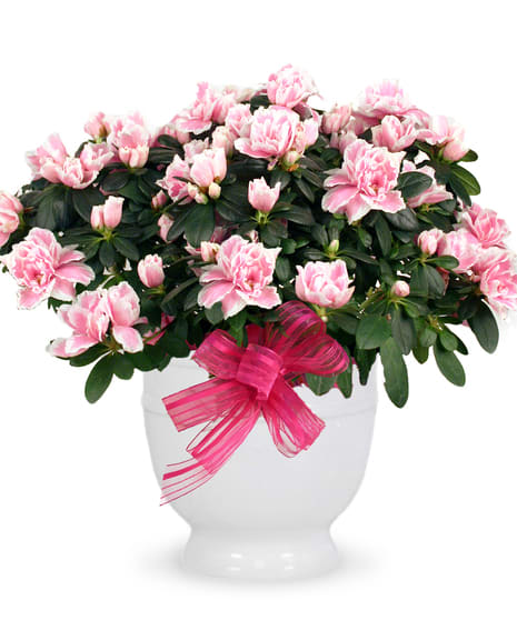 Azalea Plant Flower Delivery Lansing MI - Smith Floral & Greenhouses