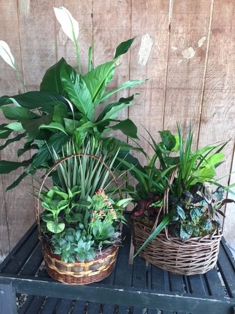 Plants Flower Delivery Spring Hill TN - Wild Root Florist and Gift Shop