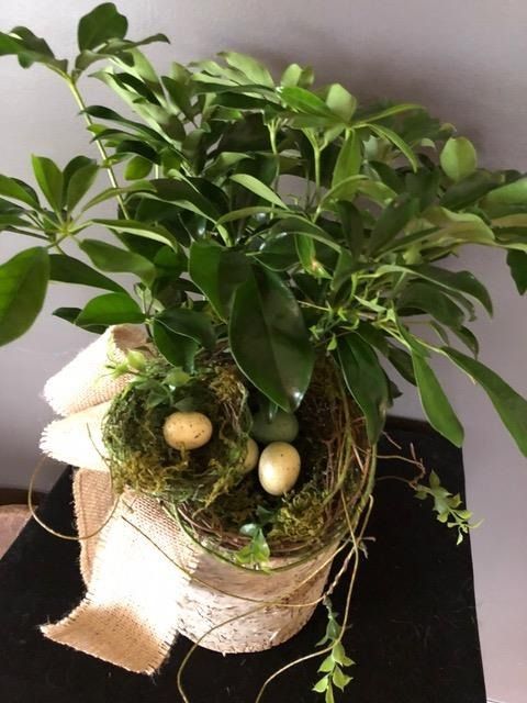 Plants Flower Delivery Spring Hill TN - Wild Root Florist and Gift Shop