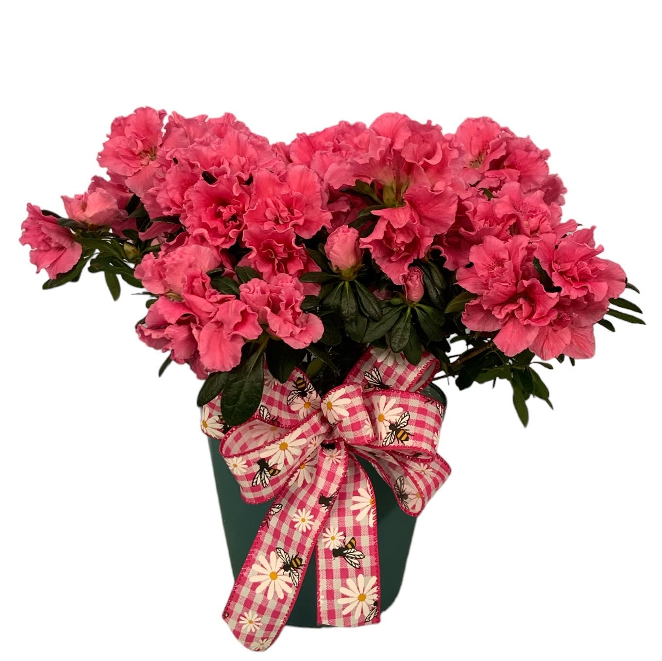 Azaleas in Highland, IL | The Greenhouse of Highland Florist & Gift Shop