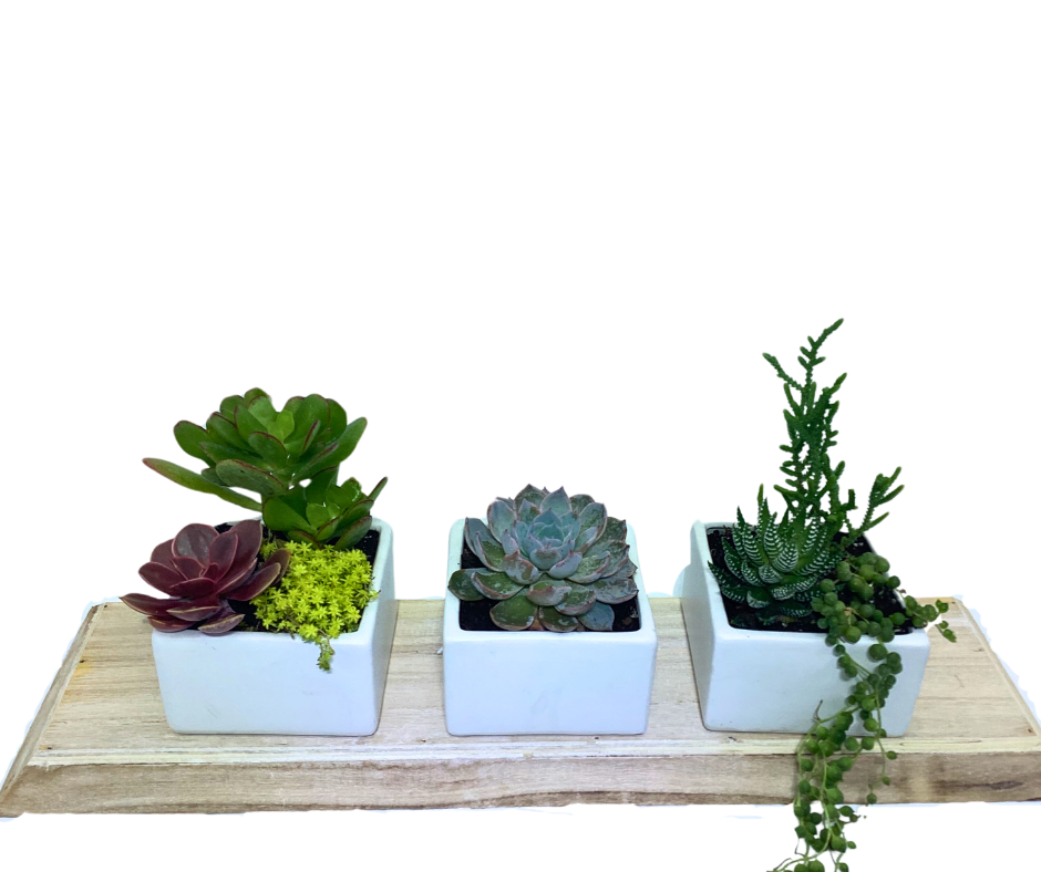 Succulent Trio ll Flower Delivery New Holland PA - Jane's Flower Shoppe